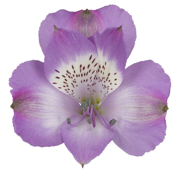 Lavender Alstro - Valley Florist