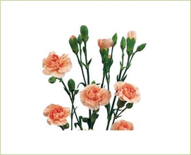 Peach Mini Carn. - Valley Florist